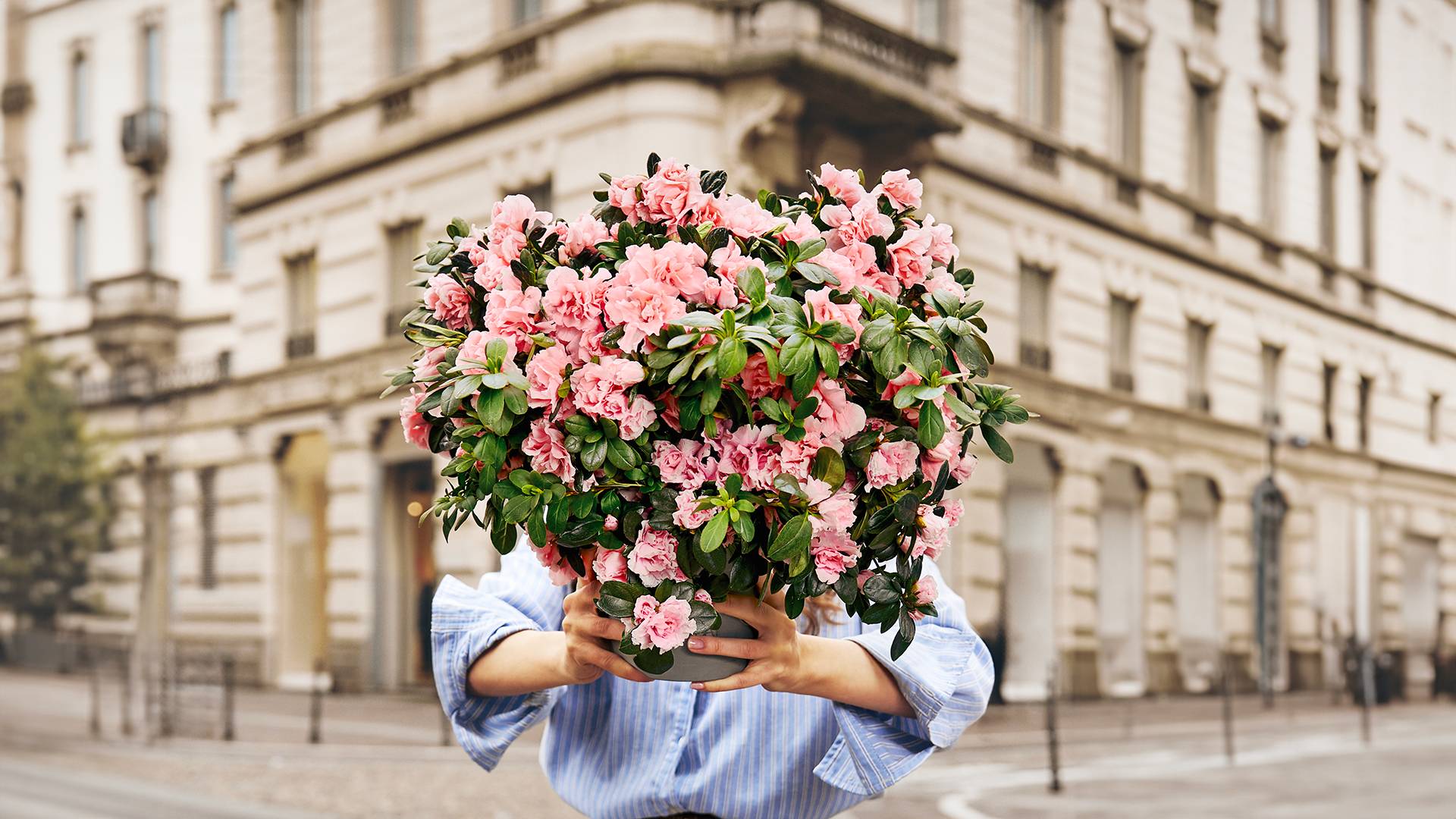 AIRC | Azalea della Ricerca AIRC